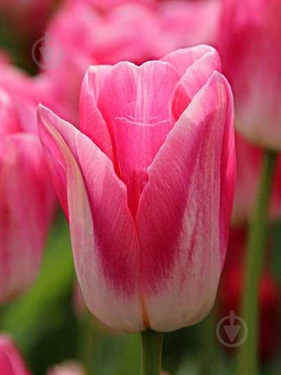 ᐉ Цибулина тюльпана тріумф Дінасті 3 шт • Краща ціна в Києві Україні • Купити в Епіцентр