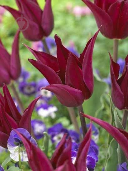 ᐉ Цибулина тюльпана лілієцвітного Пьорпл Хьорт 3 шт • Краща ціна в Києві Україні • Купити в