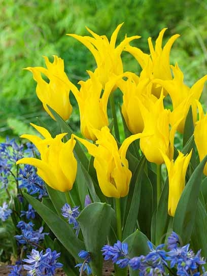 ᐉ Цибулина тюльпана лілієцвітного Шідам 3 шт • Краща ціна в Києві Україні • Купити в Епіцентр