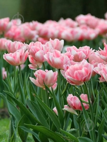 ᐉ Цибулина тюльпана раннього повного Фокстрот 3 шт • Краща ціна в Києві Україні • Купити в