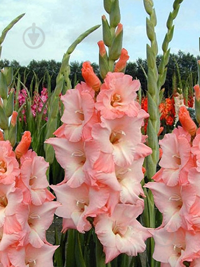 ᐉ Бульбоцибулина гладіолуса Нью Реліз 3 шт Tuberbulb Export B V • Краща ціна в Києві Україні