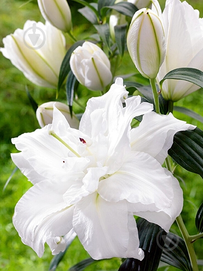 ᐉ Цибулина Vws Export Import Of Flowerbulbs B V лілії східної повної Боул оф Бюті 1 шт