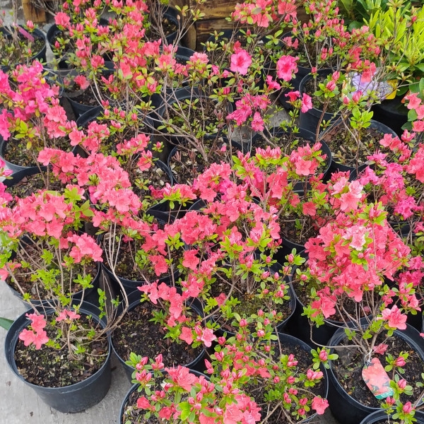 ᐉ Растение Рододендрон тупой в ассортименте/Rhododendron obtusum, С4 ...