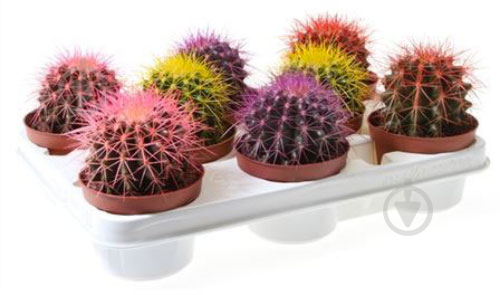 ᐉ Рослина Сукуленти мікс d8,5/h10 • Краща ціна в Києві, Україні ...