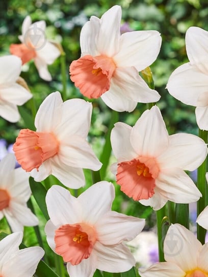 ᐉ Цибулина нарциса Івона 3 шт Tuberbulb Export B V • Краща ціна в Києві Україні • Купити в