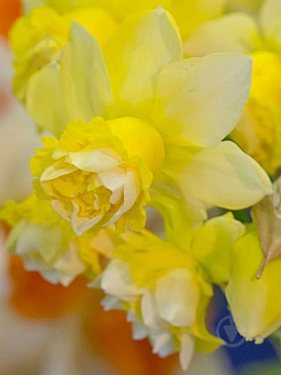 ᐉ Цибулина нарциса Мілена 3 шт Tuberbulb Export B V • Краща ціна в Києві Україні • Купити в