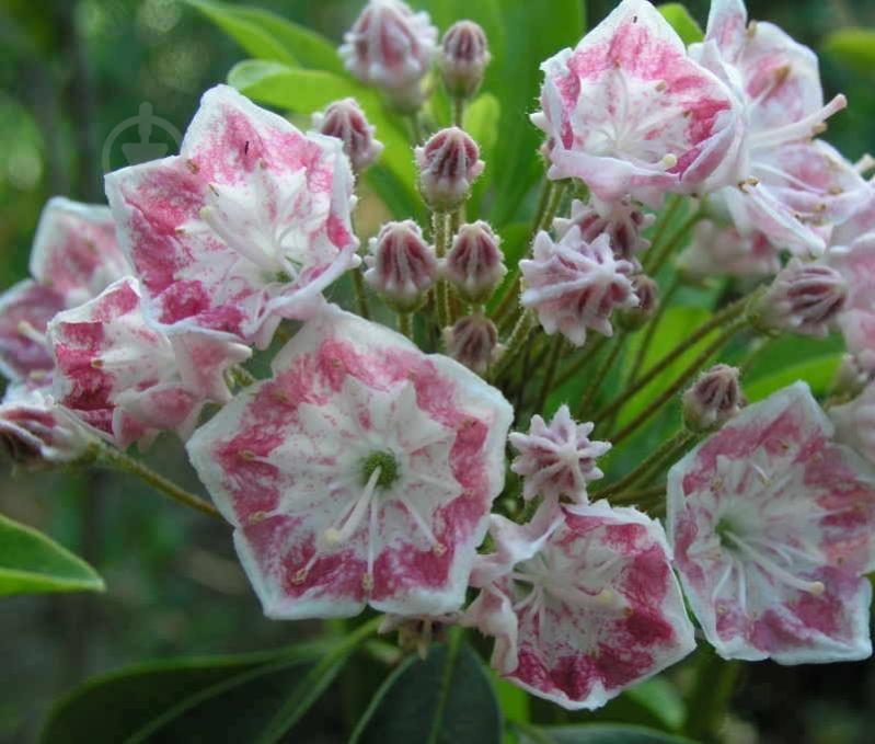 ᐉ Растение Кальмия Ханя/Kalmia 'HANIA' р12 /Н 10 • Купить в Киеве ...