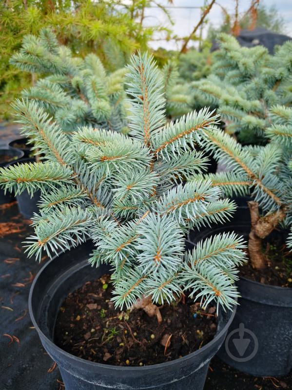 ᐉ Растение Ель колючая / Picea pungens Glauca Globosa С10 Ра • Купить в ...