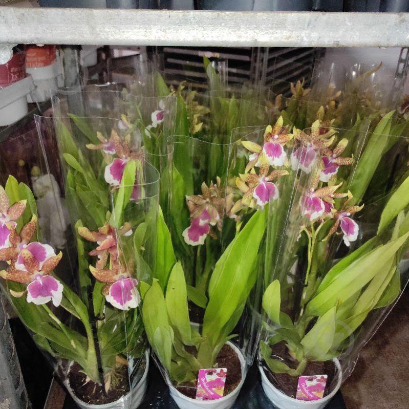 ᐉ Рослина Одонтоглоссум (орхідея) 12х40 Peter Klomp • Краща ціна в ...