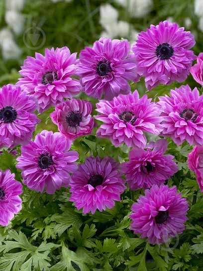 ᐉ Коренебульба Tuberbulb Export B V анемони Адмірал 5 шт • Краща ціна в Києві Україні