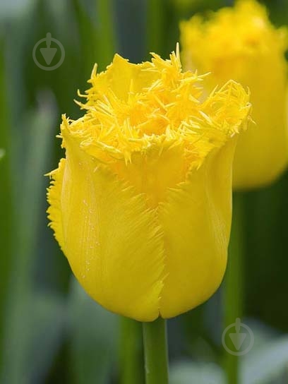 ᐉ Луковица тюльпана бахромчатого Криспи Мэри 3 шт • Купить в Киеве Украине • Лучшая цена в