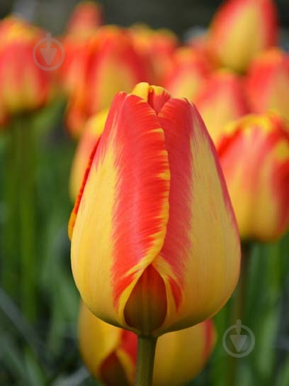 ᐉ Луковица тюльпана Дарвина Банья Лука 3 шт • Купить в Киеве Украине • Лучшая цена в Эпицентр