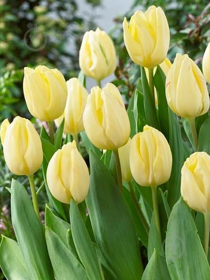 ᐉ Цибулина тюльпана тріумф Крім Флег 3 шт • Краща ціна в Києві Україні • Купити в Епіцентр