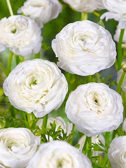 ᐉ Коренебульба Tuberbulb Export B V жовтцю білого 5 шт • Краща ціна в Києві Україні • Купити