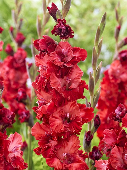 ᐉ Бульбоцибулина Tuberbulb Export B V гладіолуса Велвет Разбері 3 шт • Краща ціна в Києві