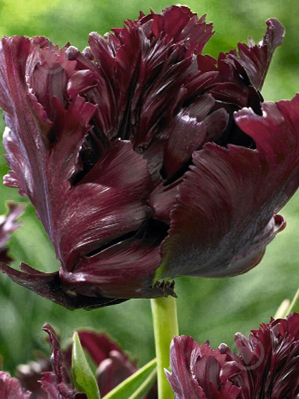 ᐉ Луковица Tuberbulb Export B V тюльпана попугайного Фрозен Найт 3 шт • Купить в Киеве