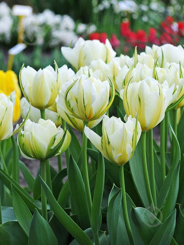 ᐉ Цибулина Tuberbulb Export B V тюльпана Фостера Екзотік Емперор 3 шт • Краща ціна в Києві