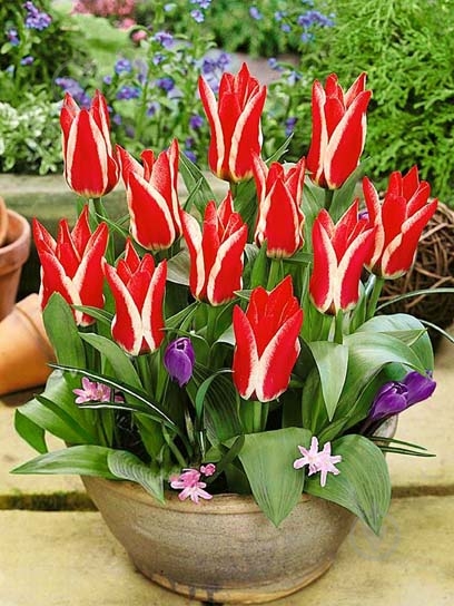 ᐉ Цибулина Tuberbulb Export B V тюльпана Грейга Піноккіо 3 шт • Краща ціна в Києві Україні