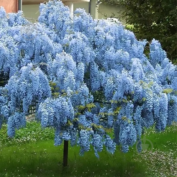 ᐉ Рослина Гліцинія рясноквітуча Blue Dream (K23-S23 h40-60 C2) • Краща ...