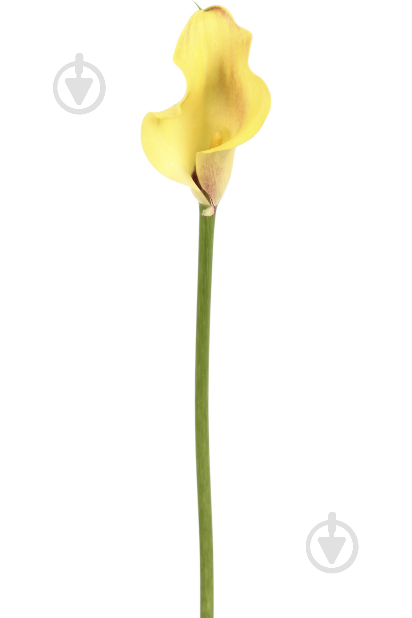 ᐉ Калла Captain Odeon 70 см помаранчевий • Краща ціна в Києві, Україні ...