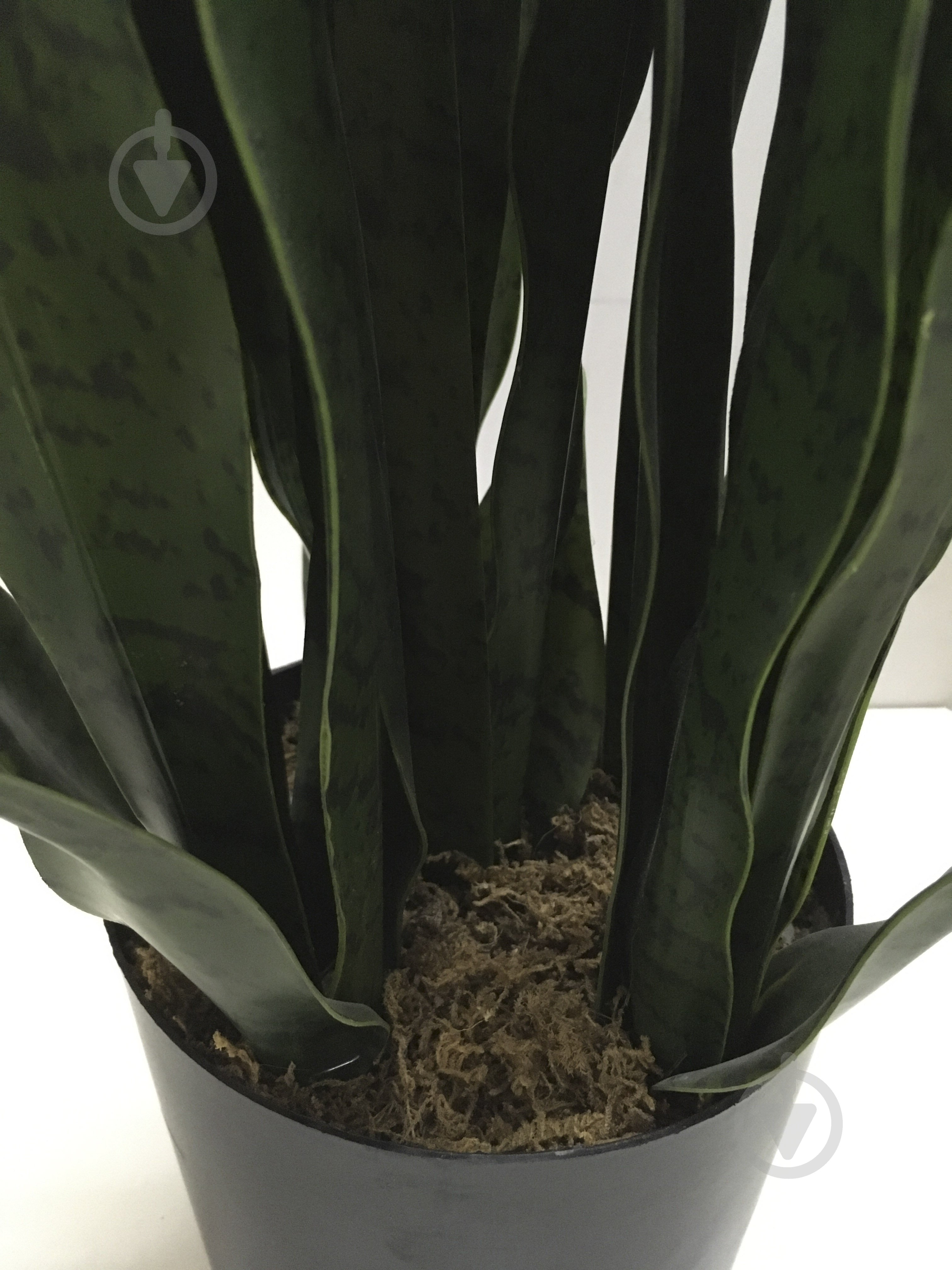 ᐉ Рослина штучна Sansevieria (DW-10) Engard • Краща ціна в Києві, Україні • Купити в Епіцентр