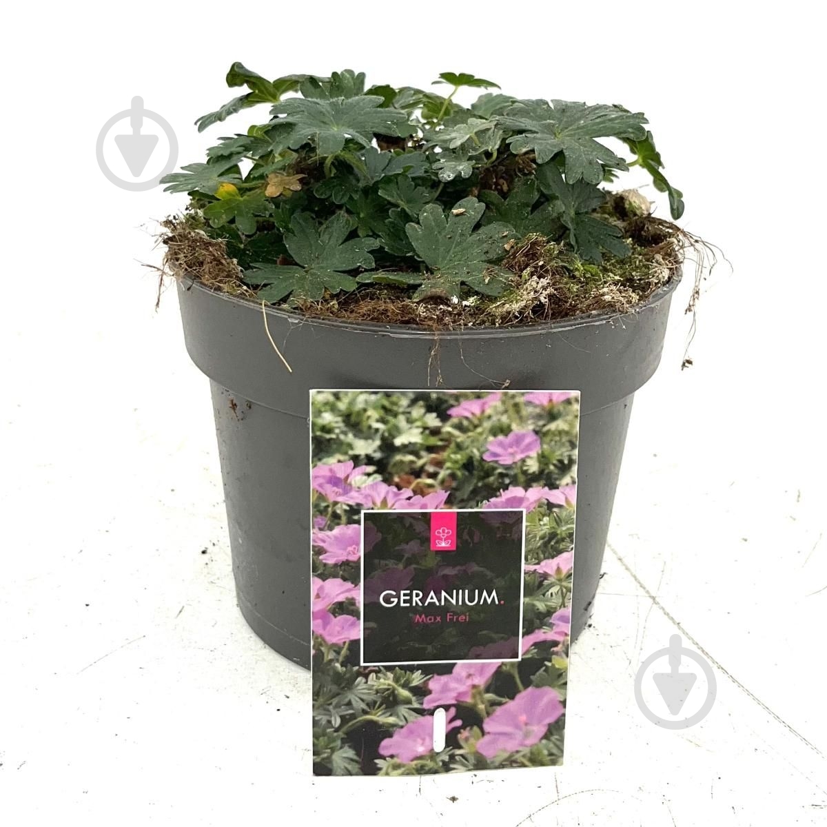 ᐉ Рослина Герань криваво-червона Max Frei (Geranium sa. Max Frei ) (С3 ...