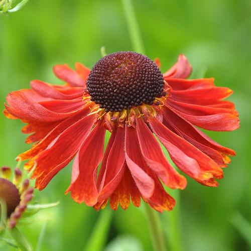 ᐉ Гелениум Florium Moerheim Beauty (11401)