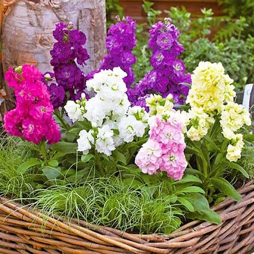ᐉ Левкой Florium Изысканная смесь (13045) • Купить в Киеве, Украине ...