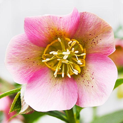 ᐉ Морозник Florium Pretty Ellen Pink (4032) (4032) • Краща ціна в Києві ...