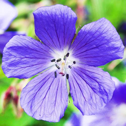 ᐉ Герань Florium Johnson's Blue (11508) • Купить в Киеве, Украине ...