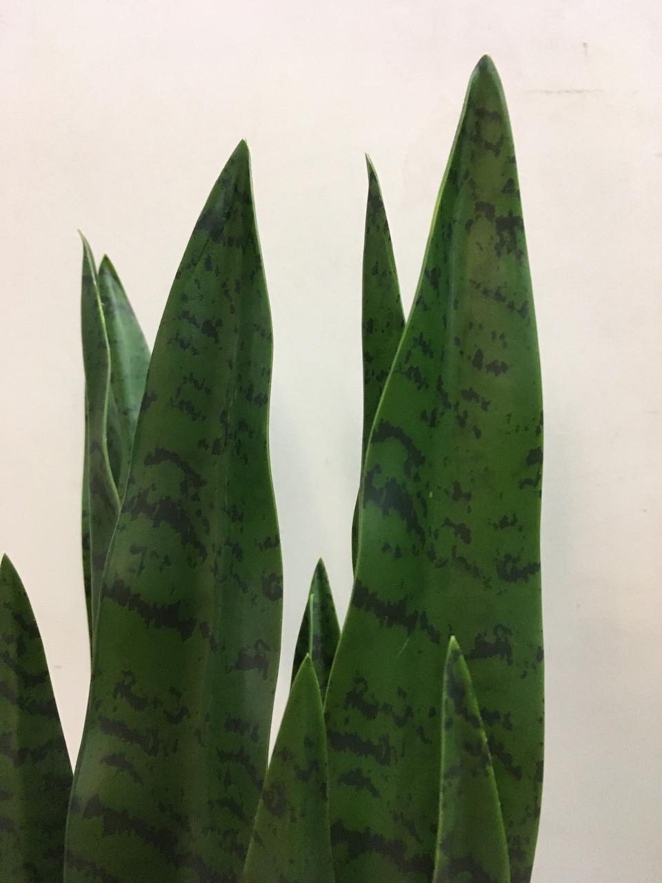 ᐉ Искусственное растение Engard Sansevieria 65 см (DW-10) • Купить в Киеве, Украине • Лучшая ...