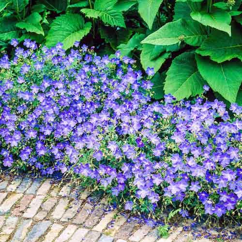 ᐉ Герань Florium Johnson's Blue (11508) • Купить в Киеве, Украине ...