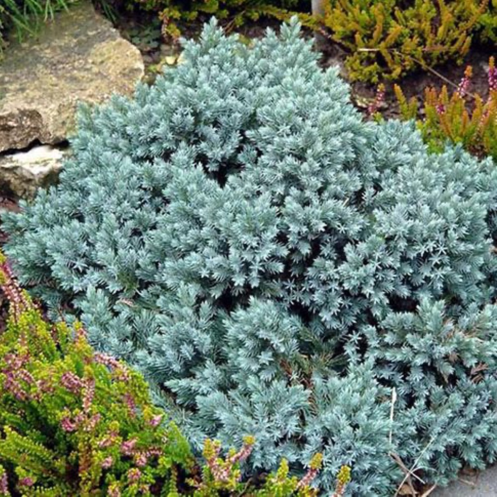 ᐉ Саженец можжевельника китайского Juniperus chinensis Blue Alps Р9 ...