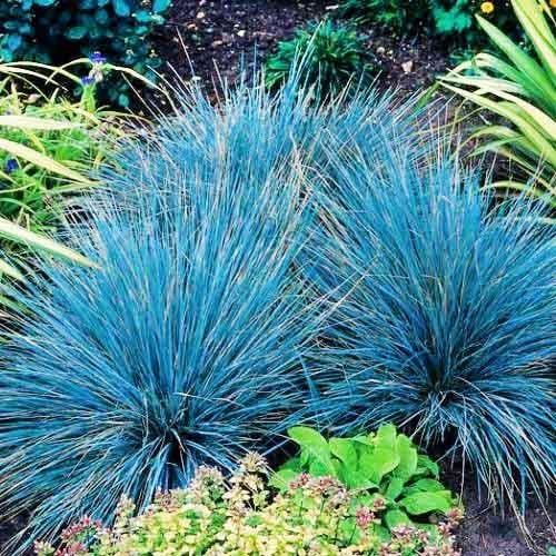 ᐉ Фестука Florium Elijah Blue (2748) • Купить в Киеве, Украине • Лучшая ...