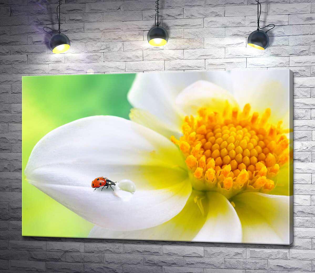 ᐉ Картина ArtPoster Божья коровка пьет воду из росы на белом цветочном ...
