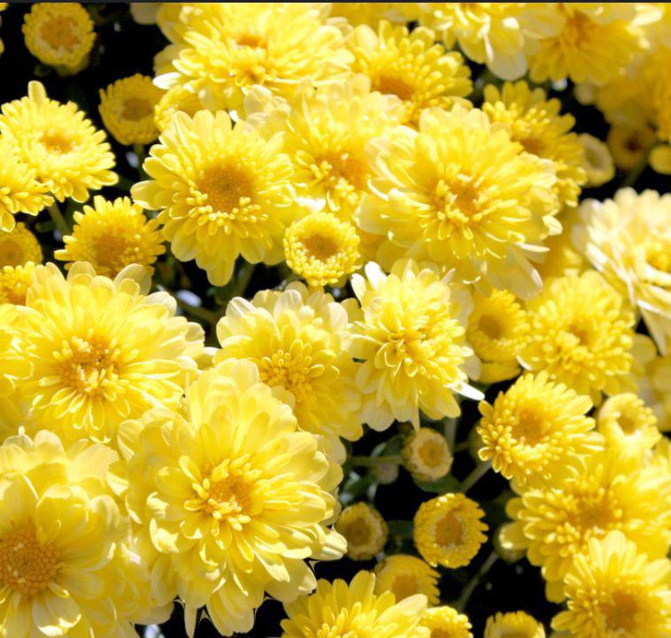 ᐉ Хризантема Staviski Yellow (18880072) • Краща ціна в Києві, Україні ...